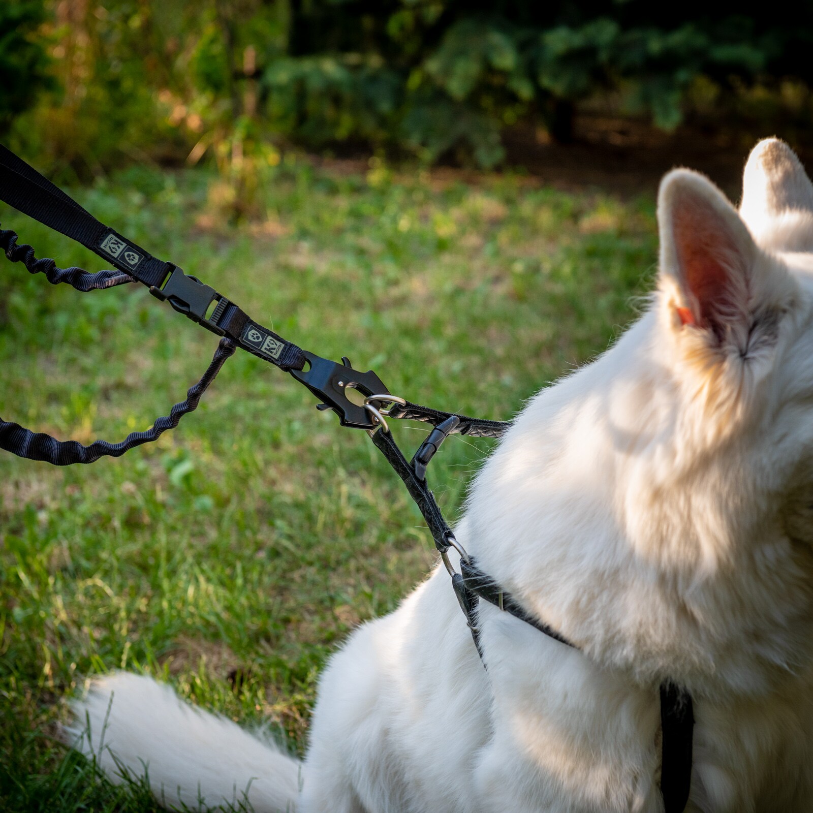 K9 Thorn Kong Frog Leash with shock absorber black - 272 cm - Buy ...